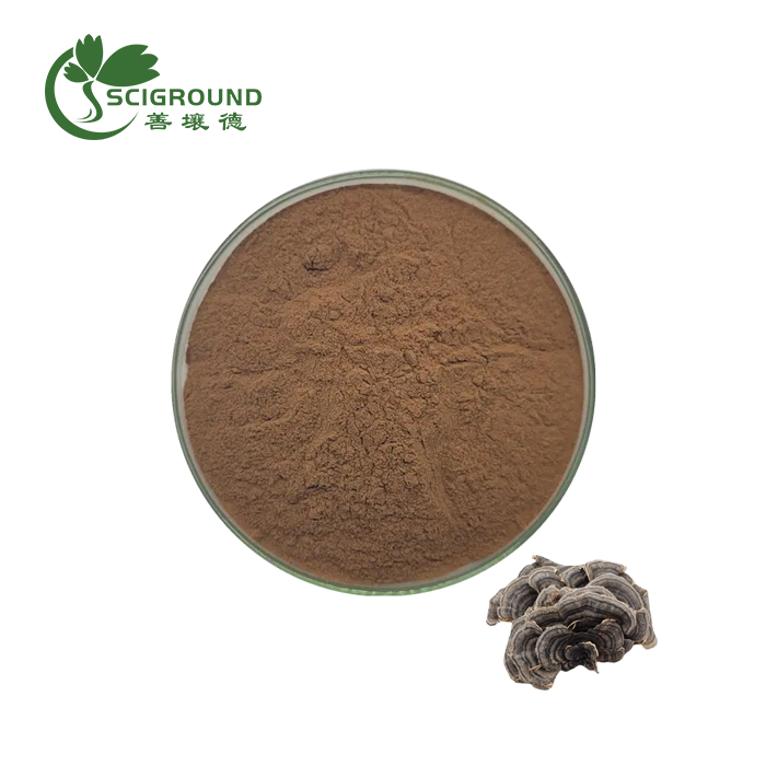 Coriolus Versicolor Extract - Coriolus Versicolor Mushroom Extract ...