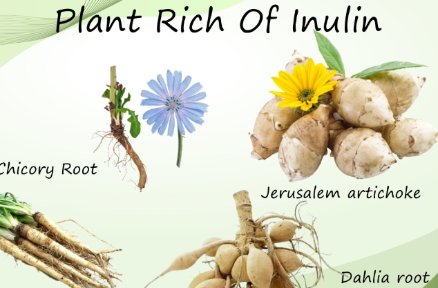 What is Inulin? - Scigroundbio