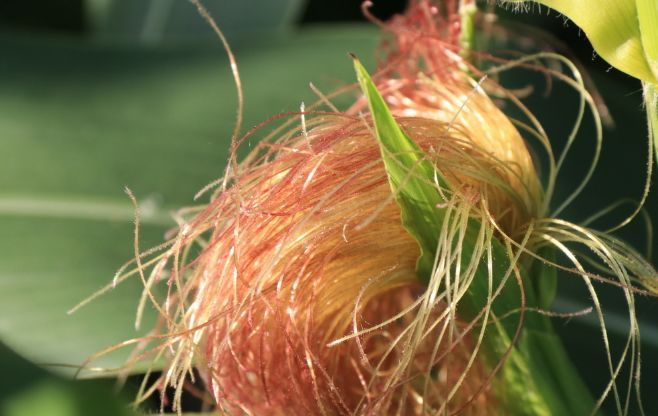 Corn Silk Extract Powder Supplier - Corn Silk Powder - Scigroundbio