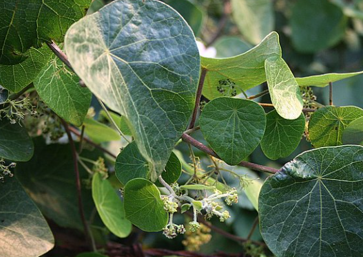 Uncovering the Power of Stephania Extract: A Natural Supplement for ...