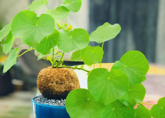 Uncovering the Power of Stephania Extract: A Natural Supplement for ...