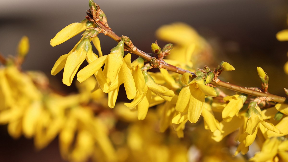 We launch a new product - Forsythia suspensa extract - Scigroundbio