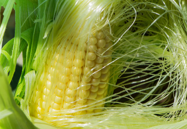 Corn Silk Benefits - Scigroundbio