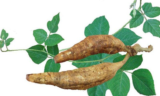 Kudzu Root: Benefits, Uses, and Side Effects - Scigroundbio