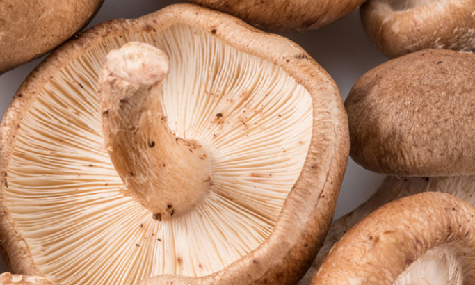 Beneficios del hongo shiitake para la piel - Scigroundbio