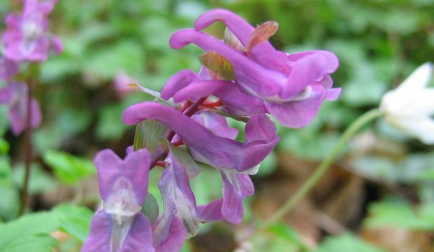 Corydalis: Health Benefits,Side Effects,Uses,Dose - Scigroundbio