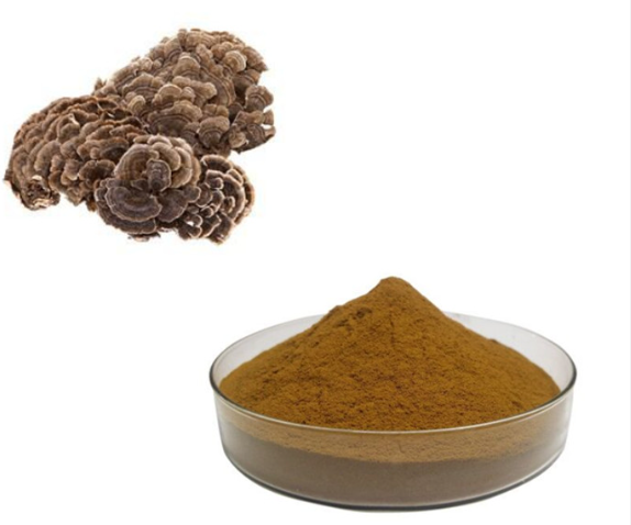Coriolus Versicolor Extract - Coriolus Versicolor Mushroom Extract ...