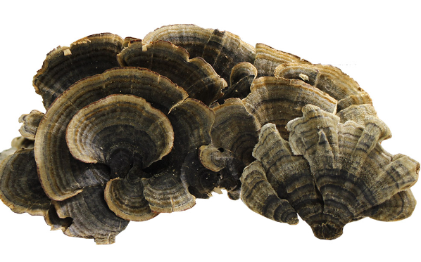 Coriolus Versicolor Extract - Coriolus Versicolor Mushroom Extract ...